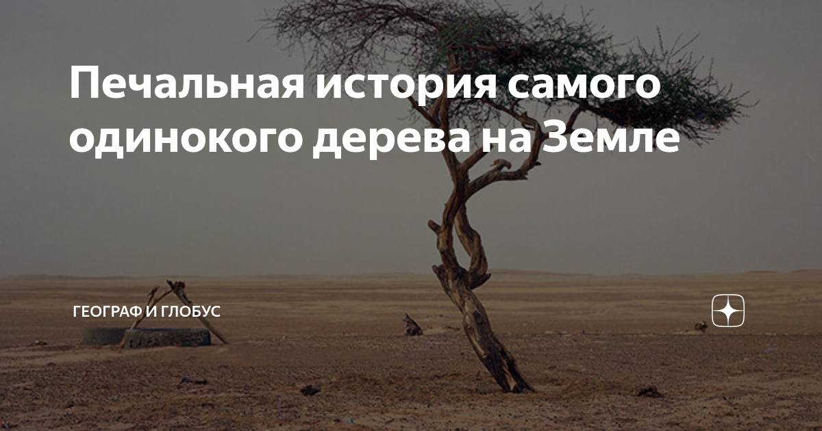 Печальная история самого одинокого дерева на Земле | Географ и глобус ...