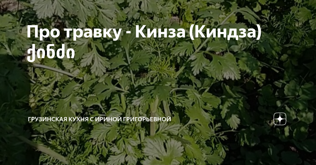 Про травку - Кинза (Киндза) ქინძი | Грузинская кухня с Ириной ...
