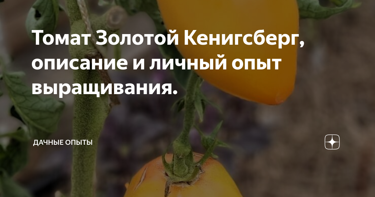 Томат Золотой Кенигсберг, описание и личный опыт выращивания. | Дачные ...