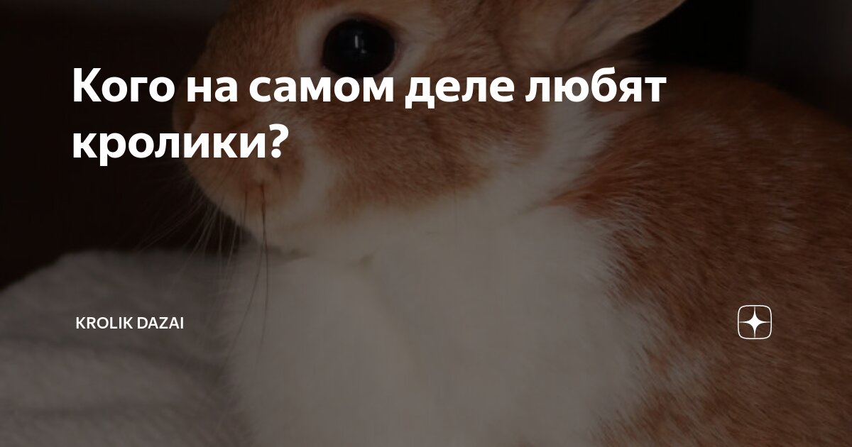 Кого на самом деле любят кролики? | krolik Dazai | Дзен