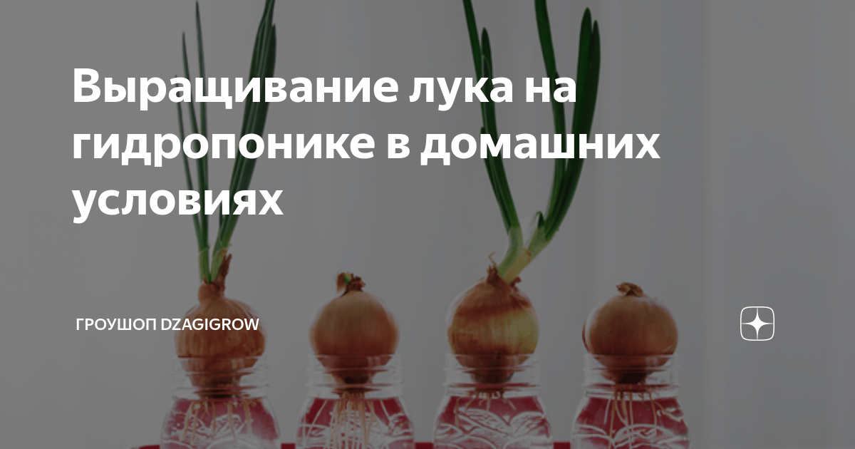 Выращивание лука на гидропонике в домашних условиях | Гроушоп DzagiGrow | Дзен