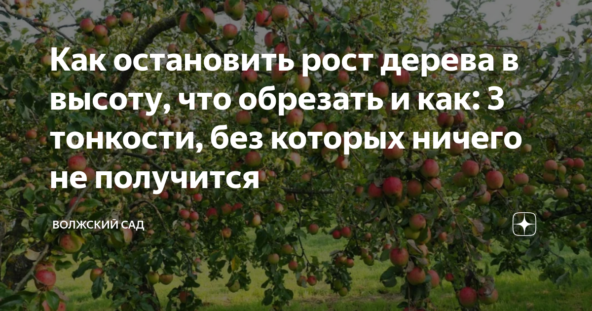 Как остановить рост дерева в высоту, что обрезать и как: 3 тонкости ...