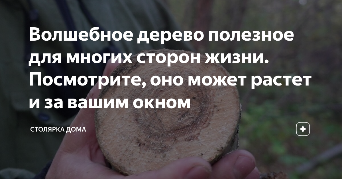 Волшебное дерево полезное для многих сторон жизни Посмотрите оно