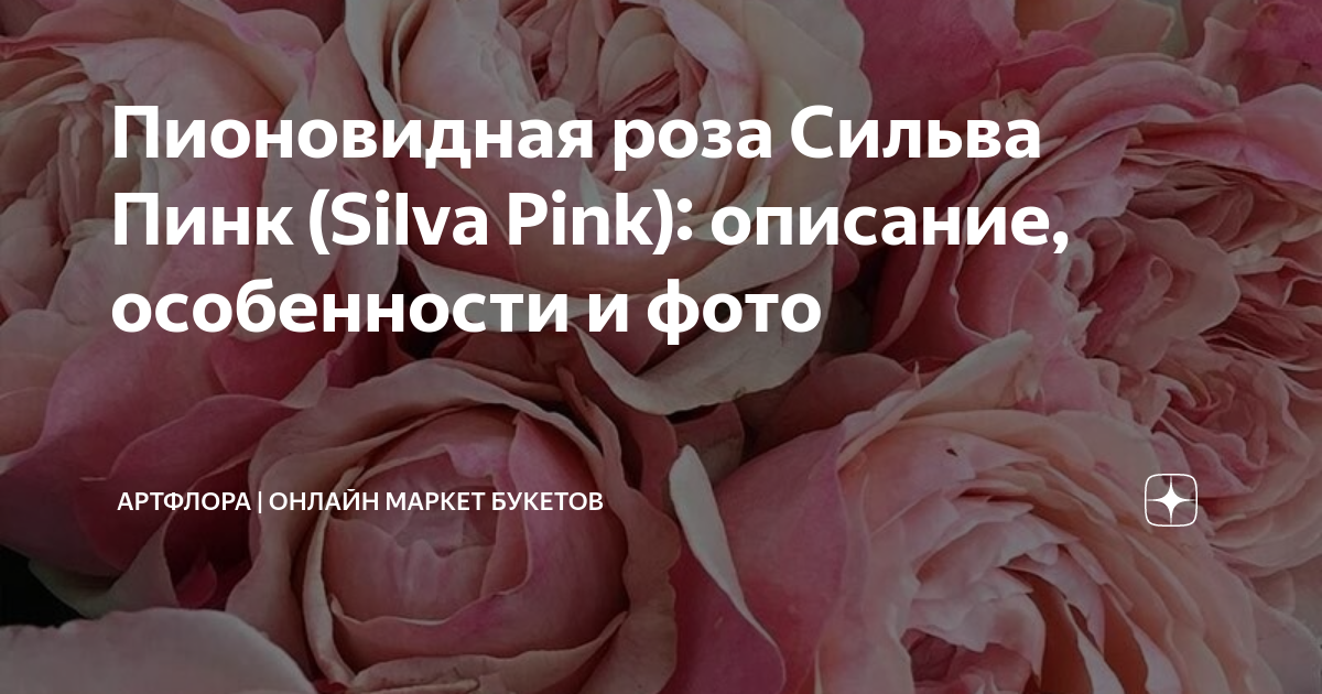 Пионовидная роза Сильва Пинк (Silva Pink): описание, особенности и фото ...