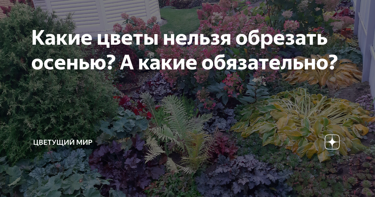 Какие цветы нельзя обрезать осенью? А какие обязательно? | Цветущий мир ...