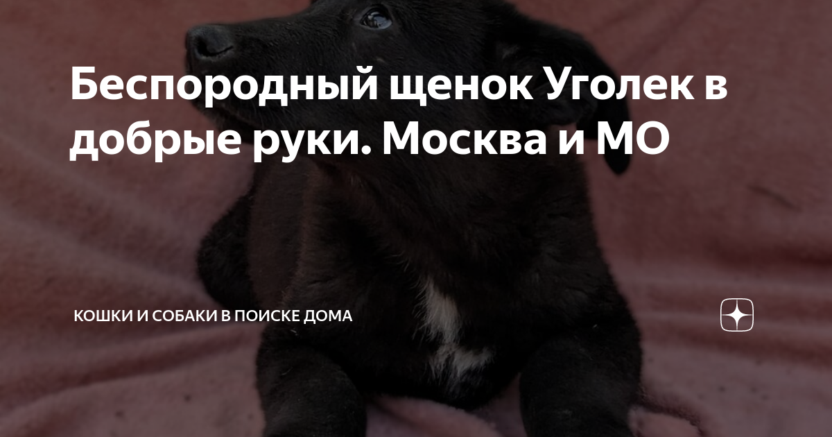 Беспородный щенок Уголек в добрые руки. Москва и МО | кошки и собаки в ...