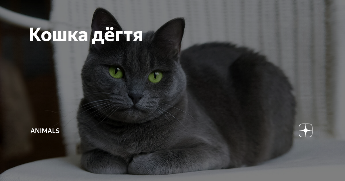 Кошка дёгтя | Animals | Дзен
