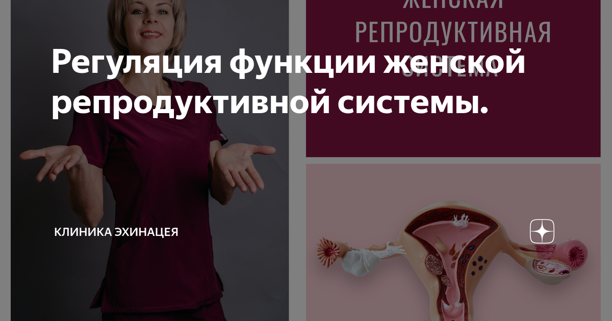 Регуляция функции женской репродуктивной системы. | Клиника Эхинацея | Дзен