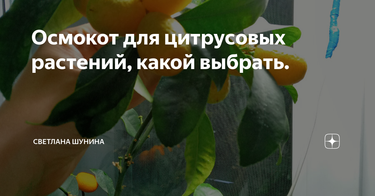 Осмокот для цитрусовых растений, какой выбрать. | Светлана Шунина | Дзен