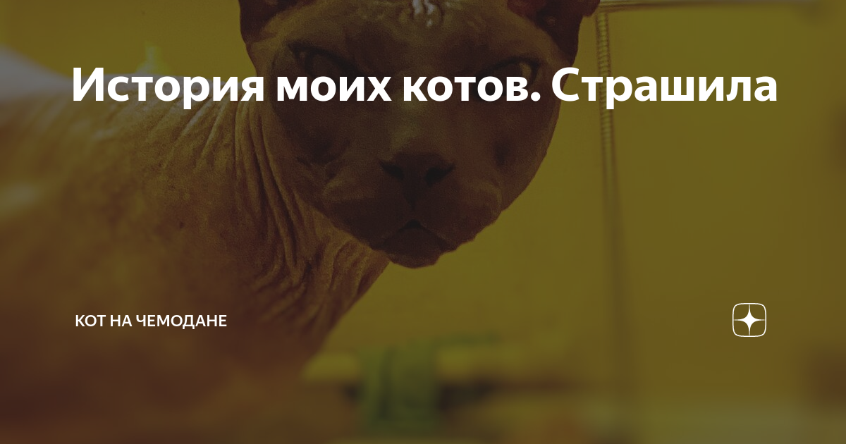История моих котов. Страшила | Кот на чемодане | Дзен