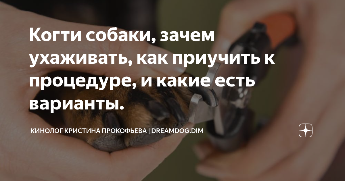 Когти собаки, зачем ухаживать, как приучить к процедуре, и какие есть ...