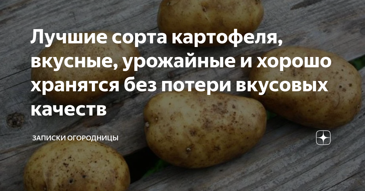Лучшие сорта картофеля, вкусные, урожайные и хорошо хранятся без потери ...