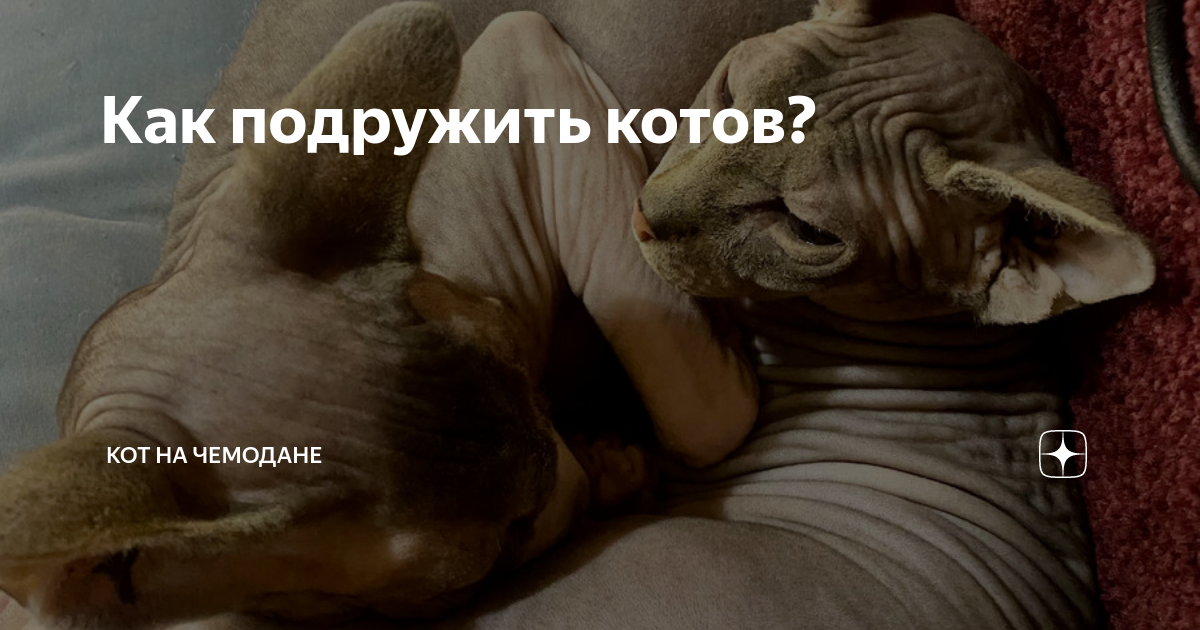 Как подружить котов? | Кот на чемодане | Дзен