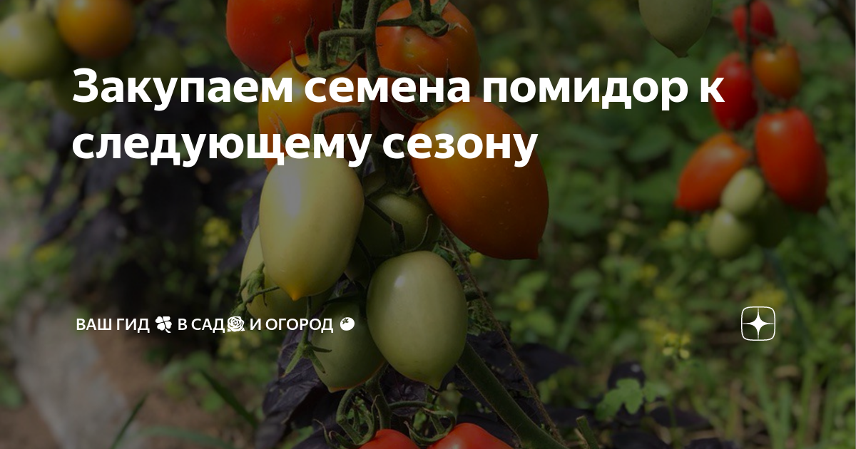 Закупаем семена помидор к следующему сезону | ВАШ ГИД 🍀 В САД🌹 И ОГОРОД ...