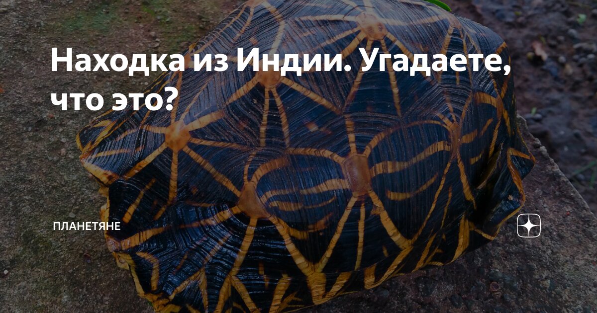 Находка из Индии Угадаете что это Планетяне Дзен