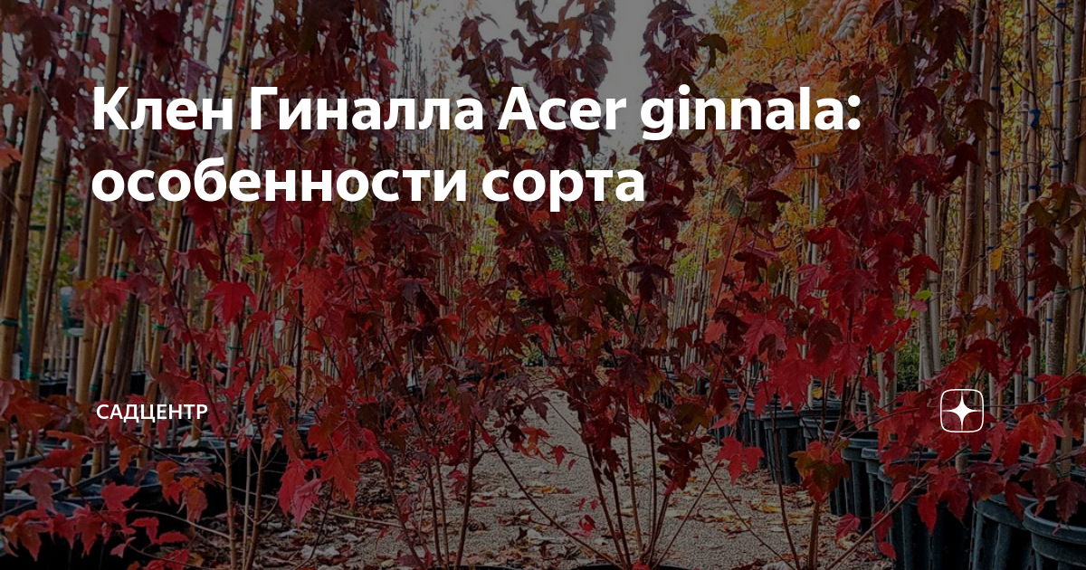 Клен Гиналла Acer ginnala: особенности сорта | СадЦентр | Дзен