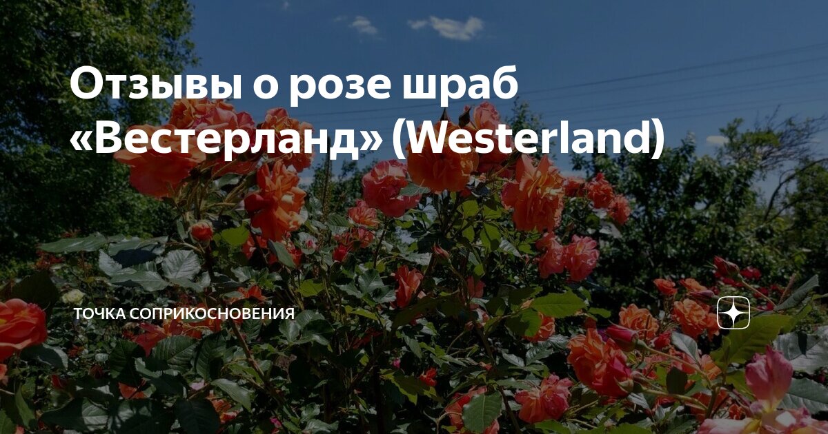 Отзывы о розе шраб «Вестерланд» (Westerland) | Точка соприкосновения | Дзен