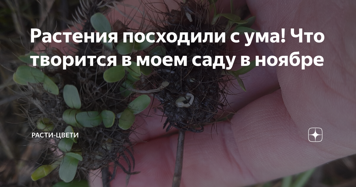 Растения посходили с ума Что творится в моем саду в ноябре Расти