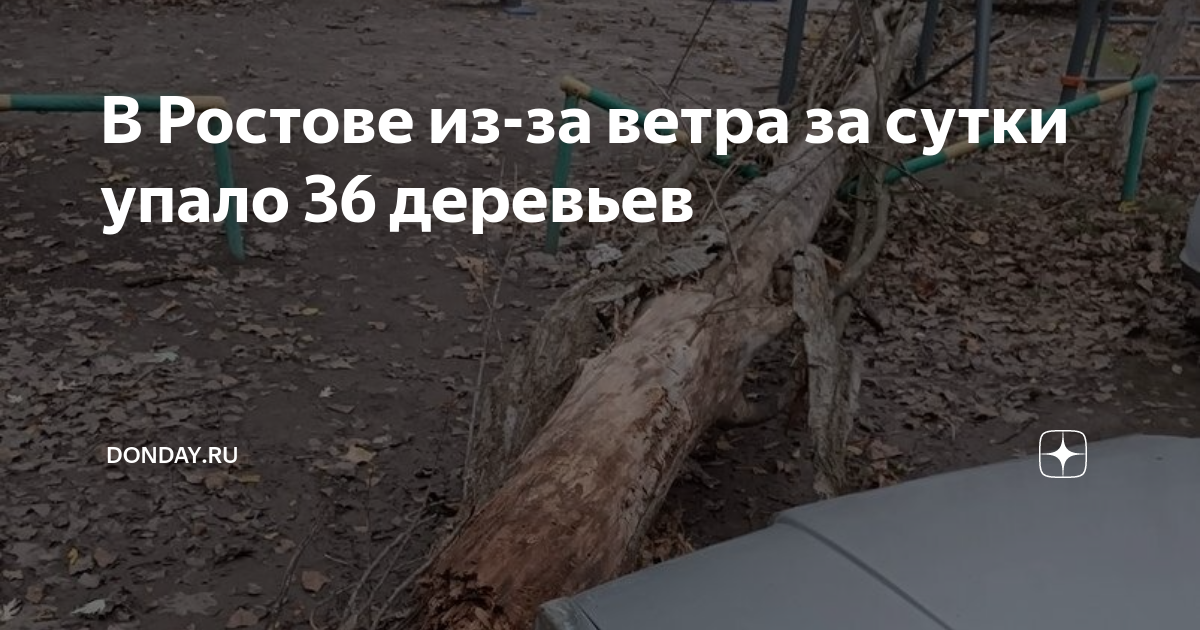 В Ростове из-за ветра за сутки упало 36 деревьев | Donday.ru | Дзен