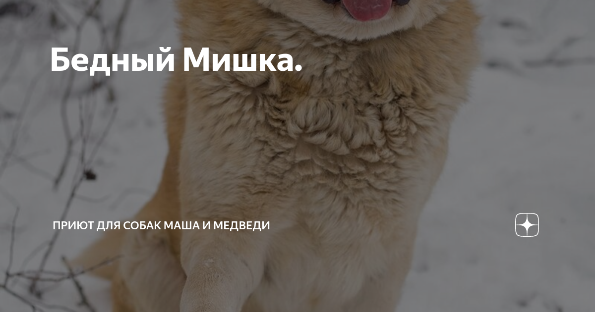 Бедный Мишка. | Группа помощи борзым Маша и Медведи | Дзен