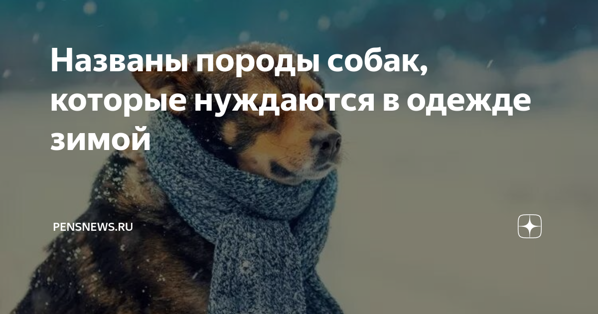 Названы породы собак которые нуждаются в одежде зимой Pensnews Ru Дзен