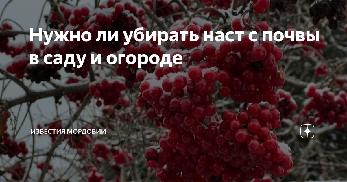Нужно ли убирать наст с почвы в саду и огороде | Известия Мордовии | Дзен