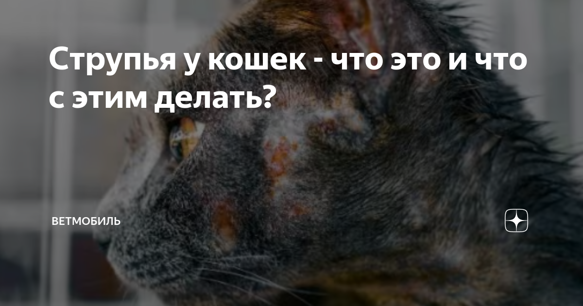 Струпья у кошек - что это и что с этим делать? | ВетМобиль | Дзен