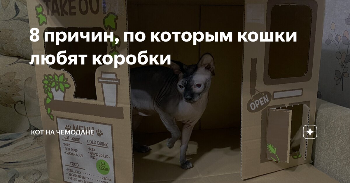 8 причин, по которым кошки любят коробки | Кот на чемодане | Дзен