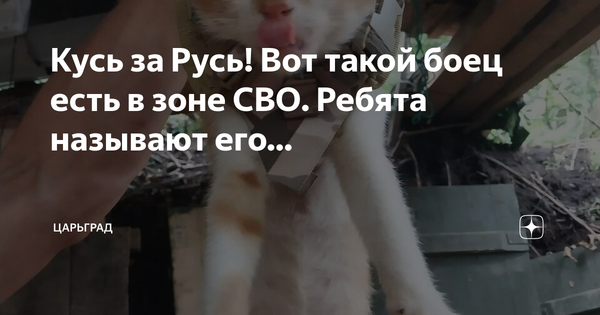 Кусь за Русь! Вот такой боец есть в зоне СВО. Ребята называют его ...
