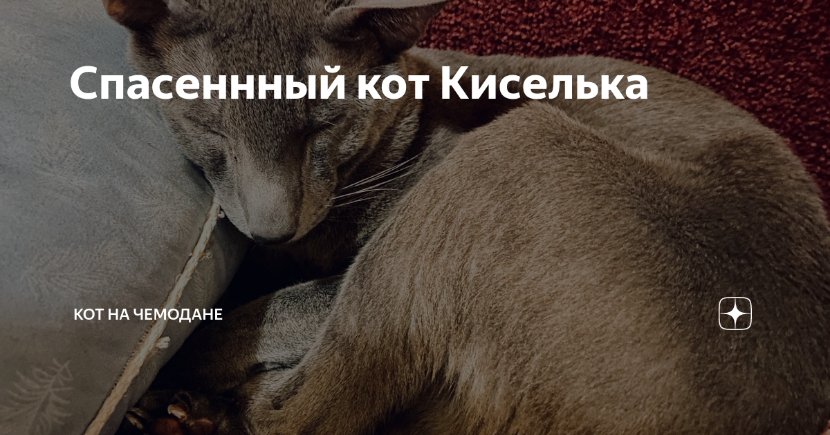 Спасеннный кот Киселька | Кот на чемодане | Дзен