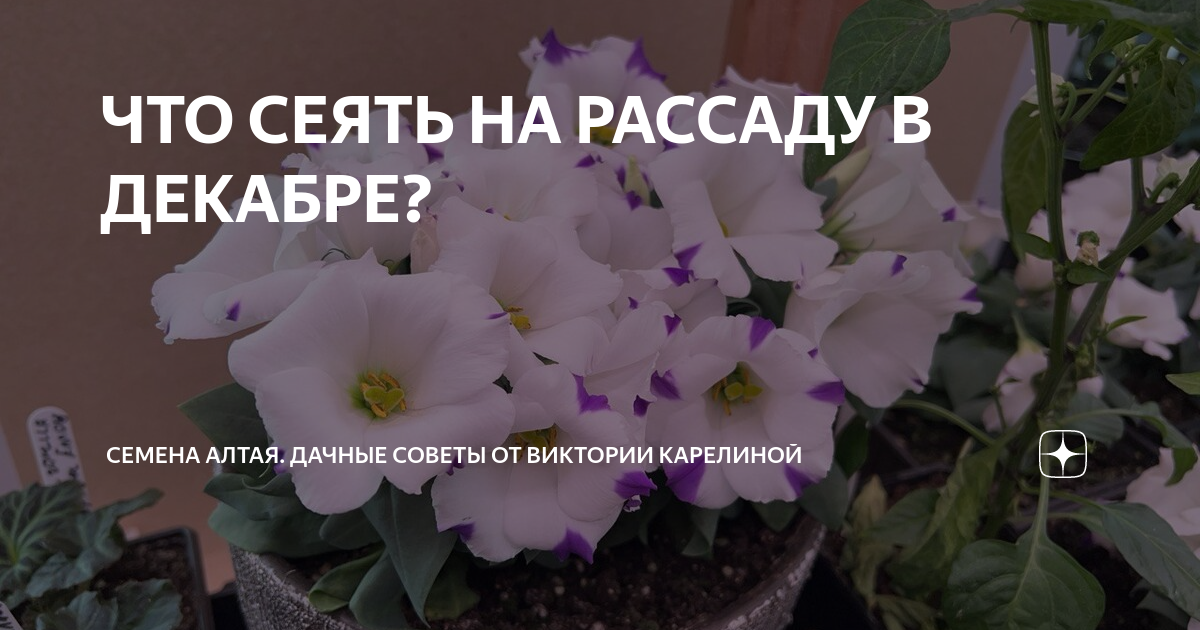 ЧТО СЕЯТЬ НА РАССАДУ В ДЕКАБРЕ Семена Алтая Дачные советы от