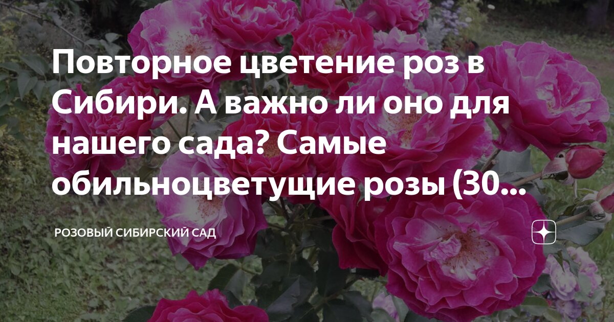 Повторное цветение роз в Сибири. А важно ли оно для нашего сада? Самые ...