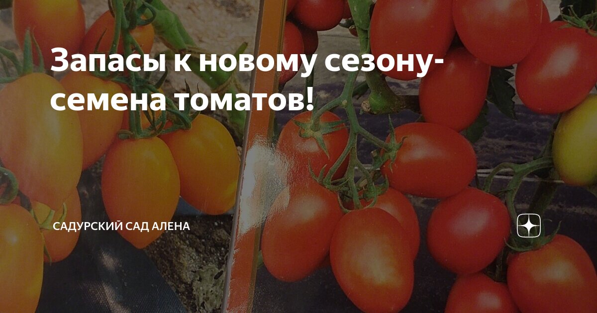 Запасы к новому сезону- семена томатов! | Садурский Сад Алена | Дзен