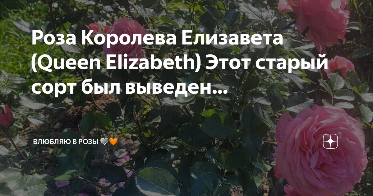 Роза Королева Елизавета (Queen Elizabeth) Этот старый сорт был выведен ...