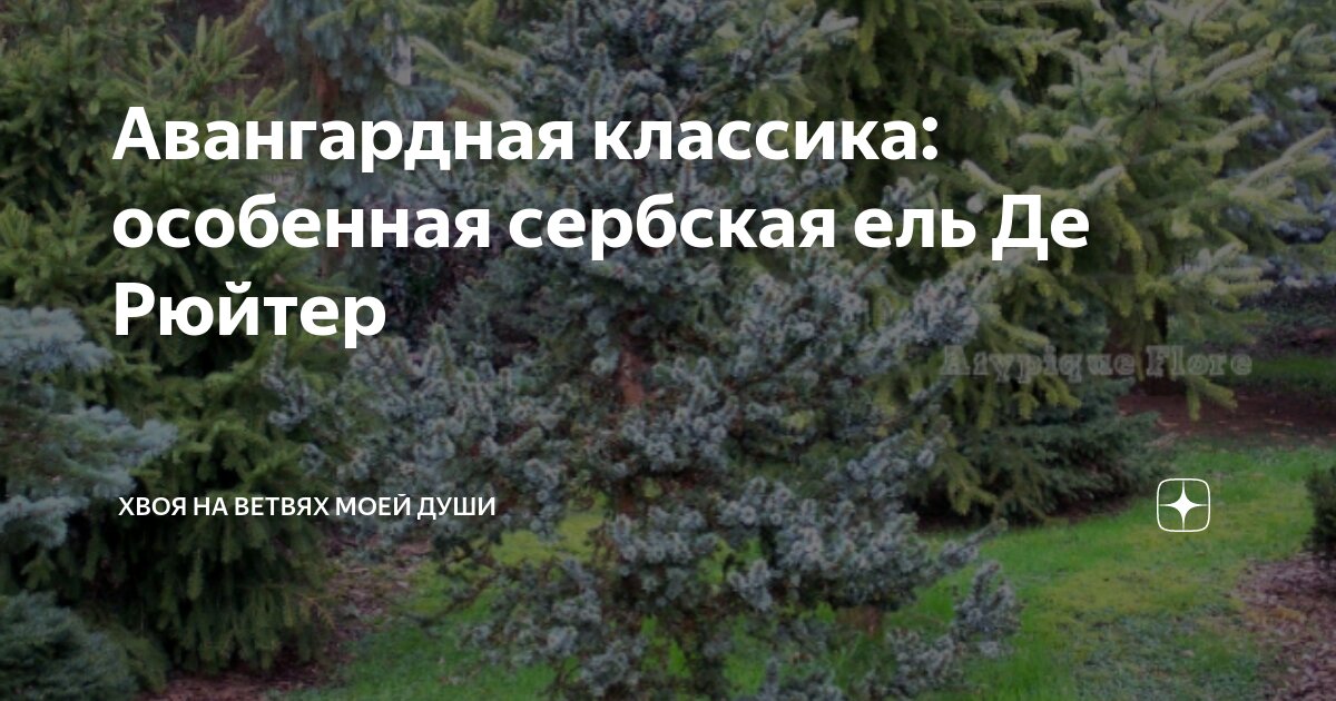 Авангардная классика: особенная сербская ель Де Рюйтер | Хвоя на ветвях ...