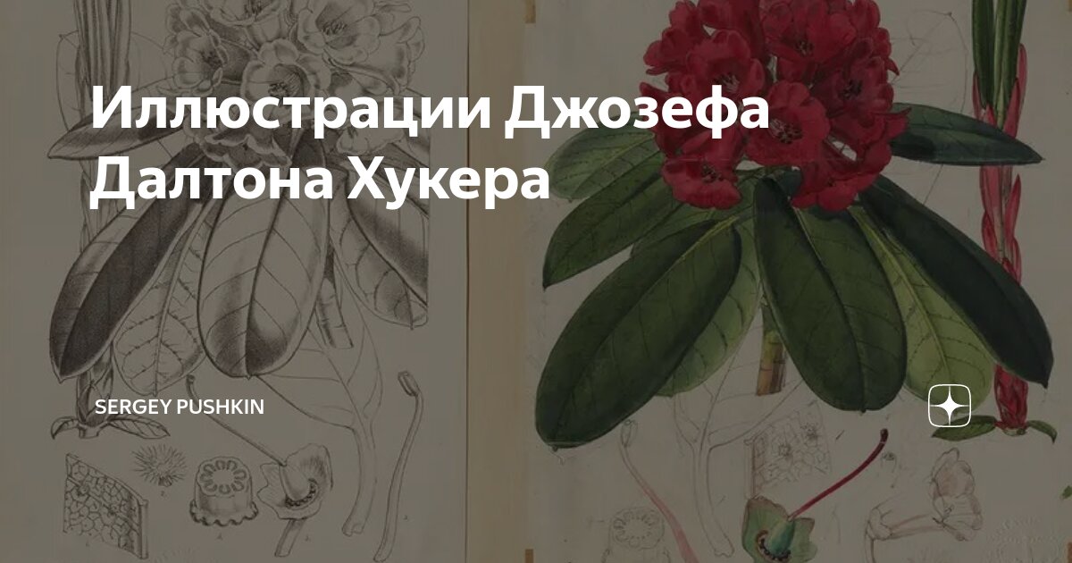 Иллюстрации Джозефа Далтона Хукера | Sergey Pushkin - биология для всех | Дзен