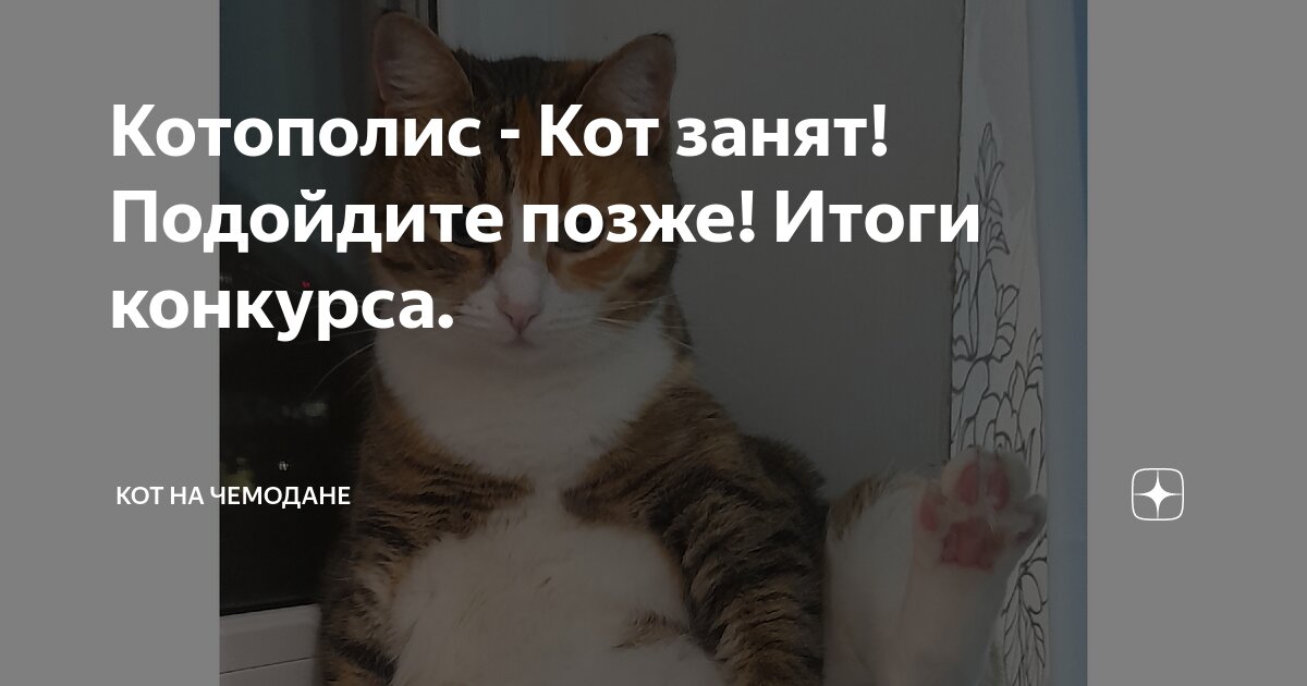 Котополис - Кот занят! Подойдите позже! Итоги конкурса. | Кот на ...