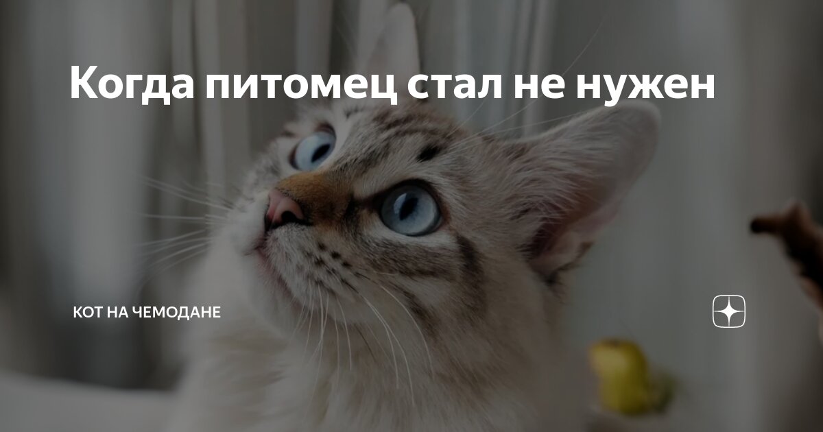 Когда питомец стал не нужен | Кот на чемодане | Дзен