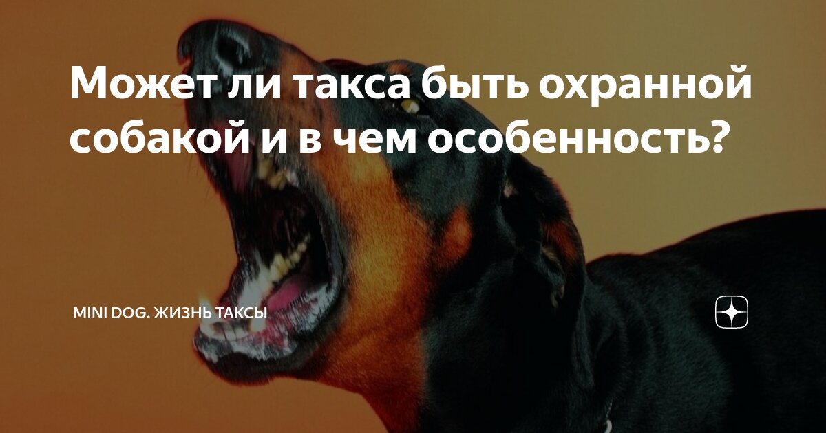 Может ли такса быть охранной собакой и в чем особенность? | Таксо мама ...