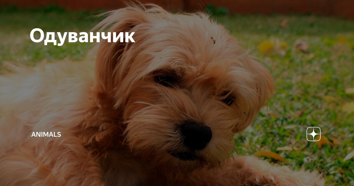 Одуванчик | Animals | Дзен