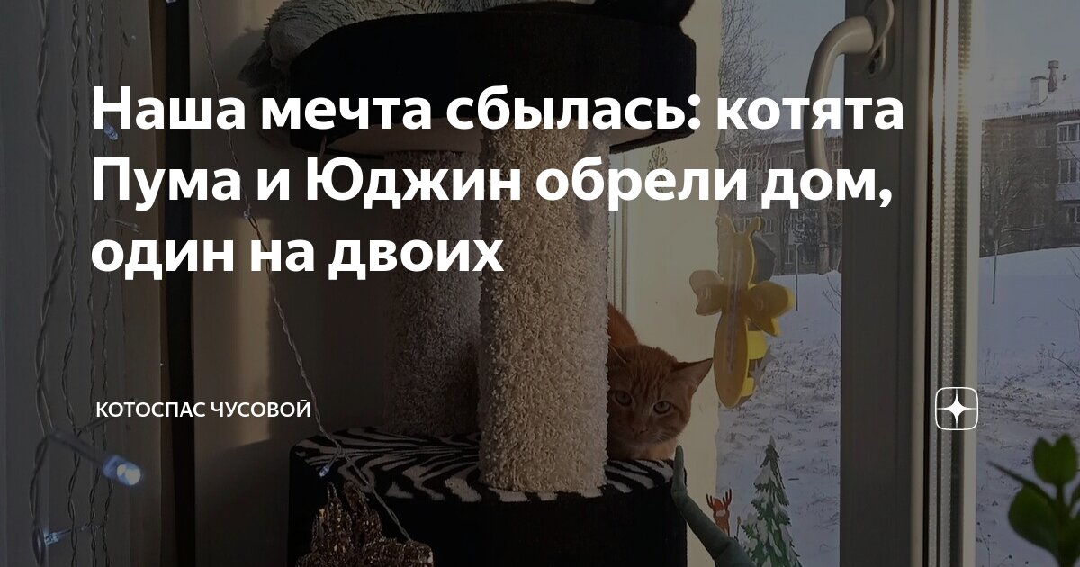 Наша мечта сбылась: котята Пума и Юджин обрели дом, один на двоих ...