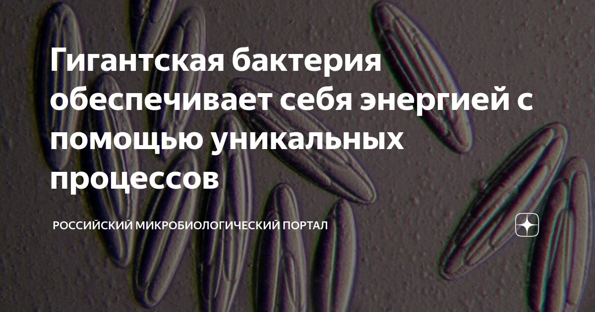 Гигантская бактерия обеспечивает себя энергией с помощью уникальных ...