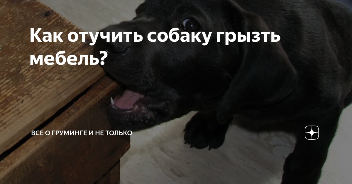 Как отучить собаку грызть мебель? | WIKIZOO.RU - товары для груминга и ...