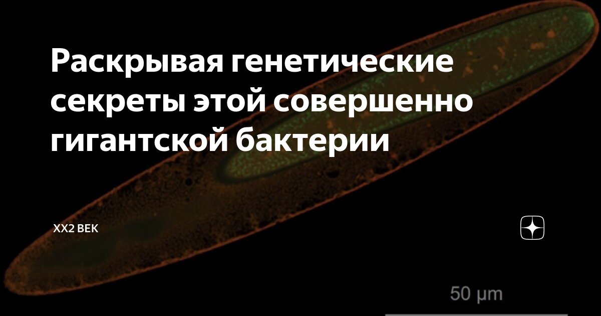 Раскрывая генетические секреты этой совершенно гигантской бактерии ...