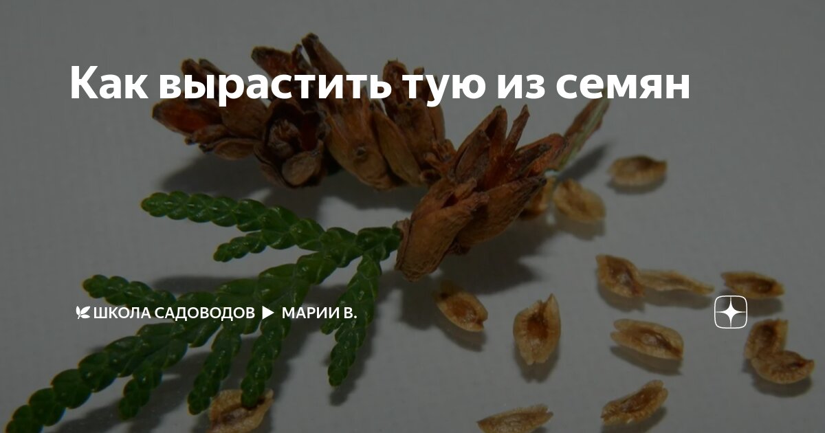 Как вырастить тую из семян 🌿Школа садоводов Марии В Дзен