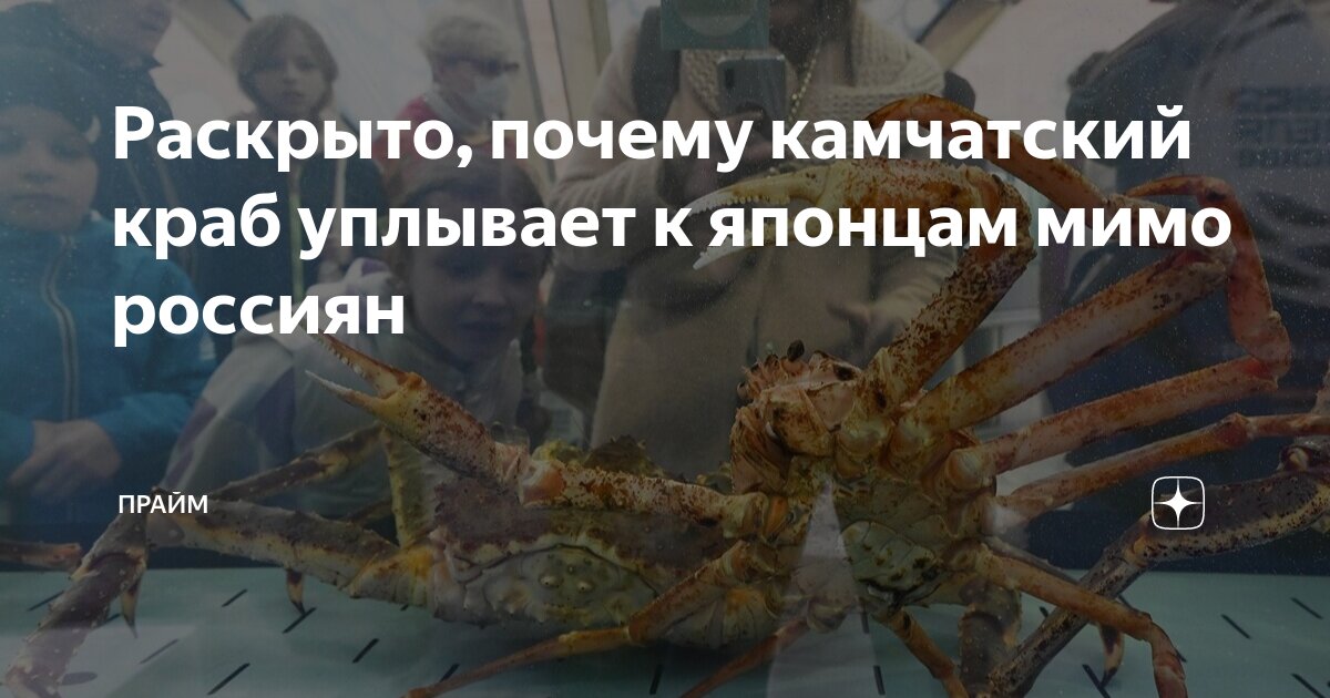 Раскрыто, почему камчатский краб уплывает к японцам мимо россиян ...