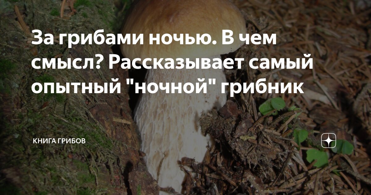 За грибами ночью В чем смысл Рассказывает самый опытный ночной