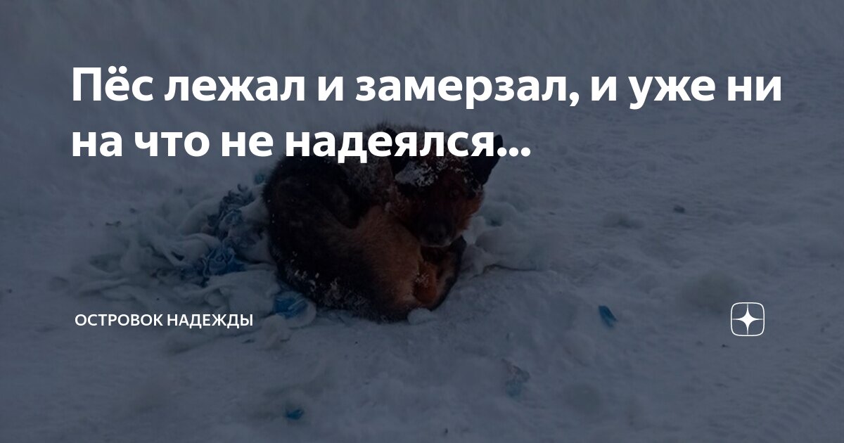 Пёс лежал и замерзал, и уже ни на что не надеялся... | Приют для собак ...