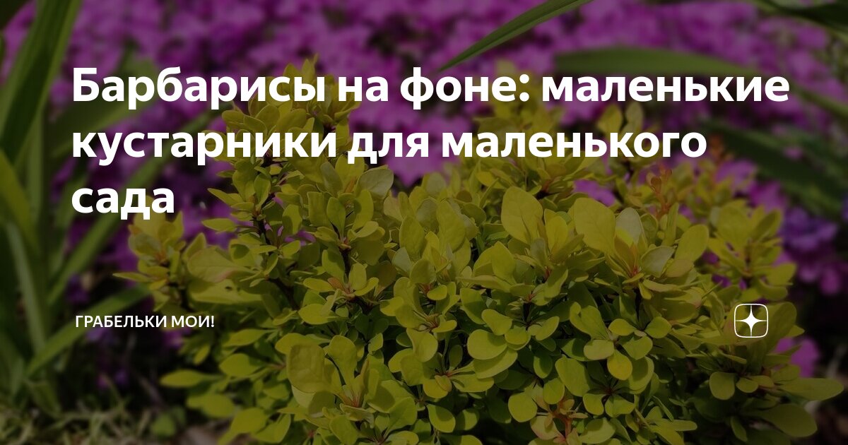 Барбарисы на фоне: маленькие кустарники для маленького сада | Грабельки ...