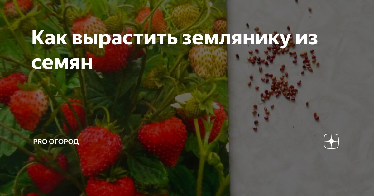 Как вырастить землянику из семян Pro ОГОРОД Дзен
